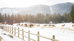 RiverView Ranch - Southwestern Montana Hotels - Alberton, United States ...